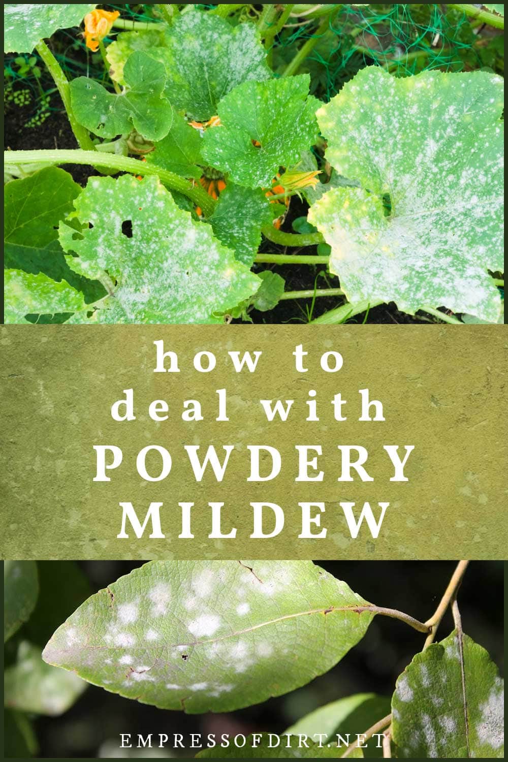 Powdery Mildew: How to Identify & Deal With It in Your Garden