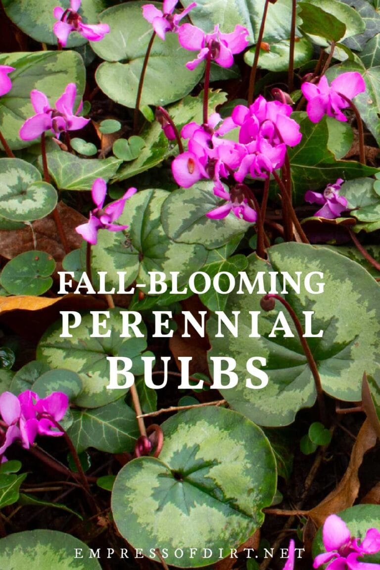 Fall Blooming Bulbs: Colorful Perennial Options — Empress of Dirt