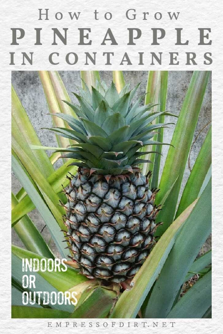 How to Care For a Pineapple Plant (Indoor Houseplant) — Empress of Dirt