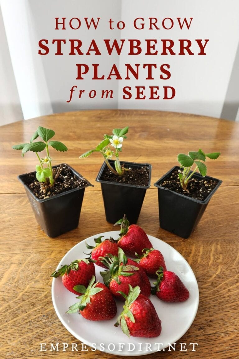 How to Sow Strawberry Seeds (Indoor Method)