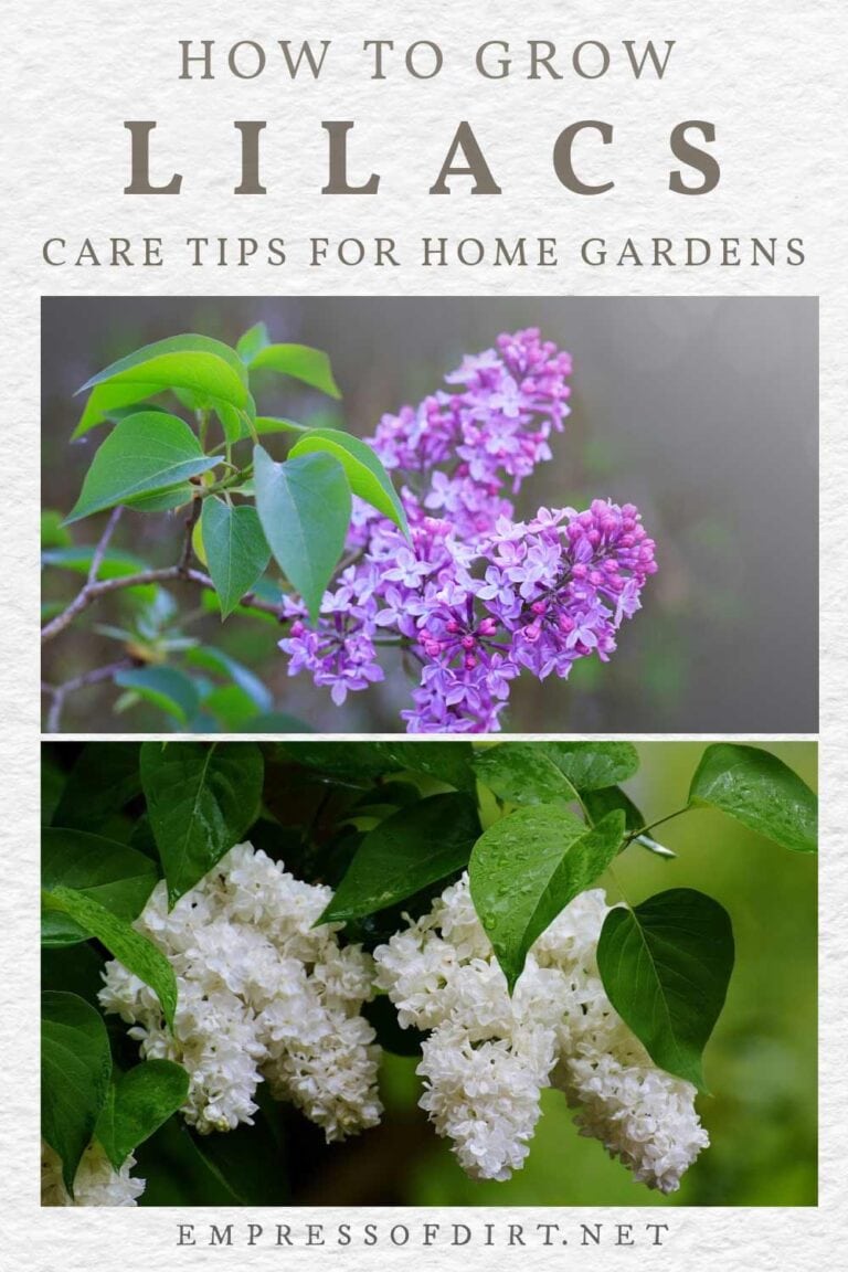 How To Grow Lilacs (Best Care Tips) — Empress of Dirt