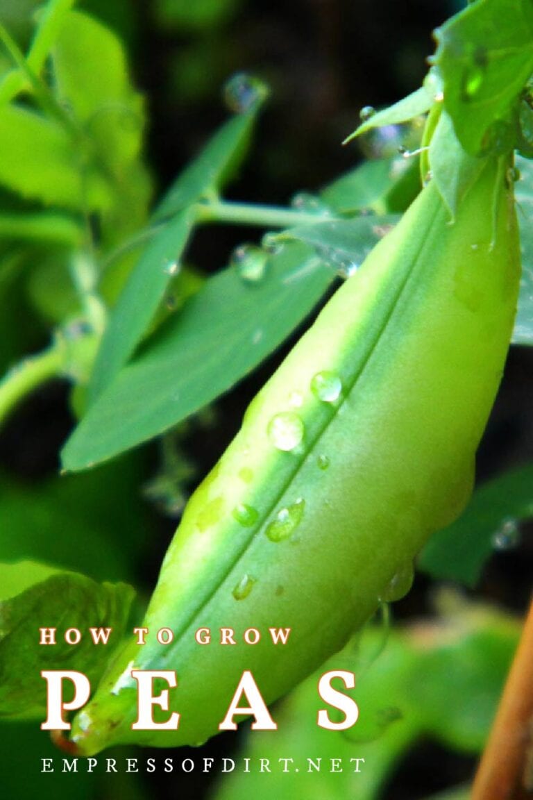 How to Grow Peas: Tips For Beginner Vegetable Gardeners