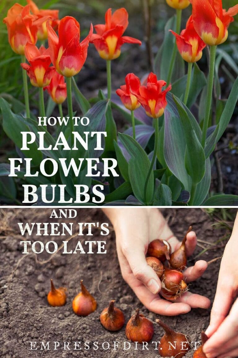 How to Plant Flower Bulbs (& When It's Too Late)