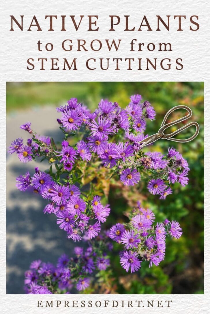 20 Native Plants You Can Grow From Cuttings — Empress of Dirt