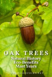 About Oak Trees: Natural History, Ecological Benefits, & Mast Years