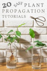 20 Easy Plant Propagation Tutorials for Gardeners — Empress of Dirt
