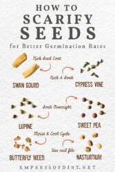 How To Scarify Seeds Before Sowing For Better Germination Rates