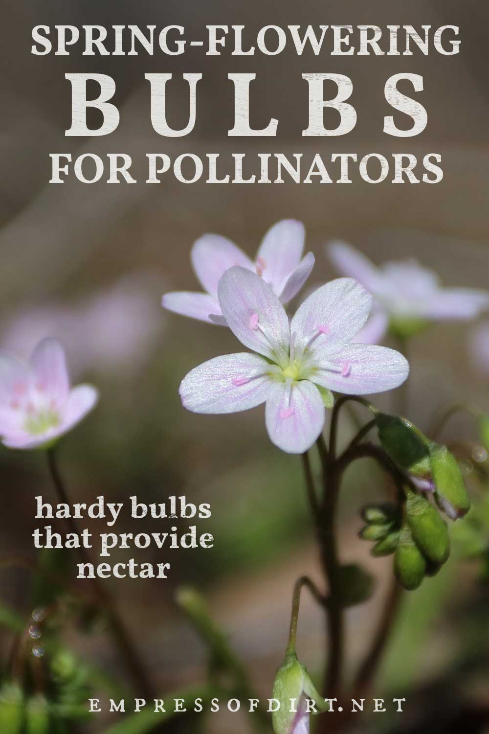 20 Spring Bulbs For Pollinators