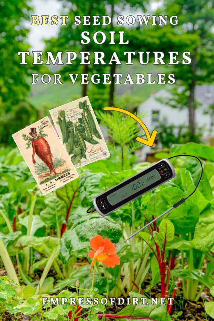 Tips & Tools for Sowing Tiny Seeds — Empress of Dirt