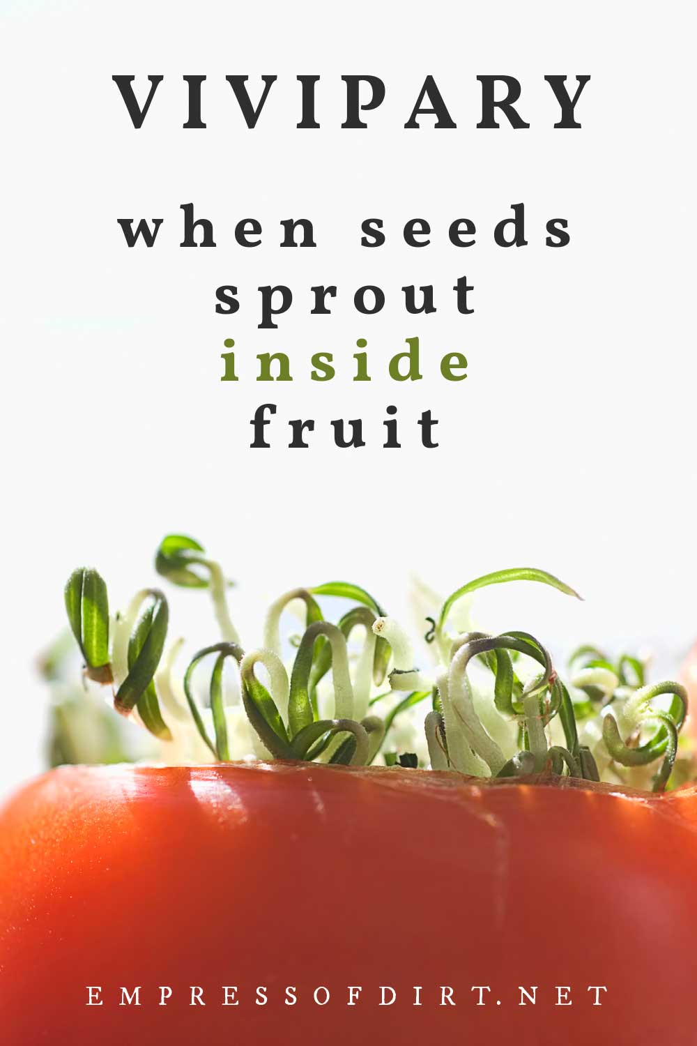 Vivipary: When Seeds Sprout Inside Fruits Like Tomatoes