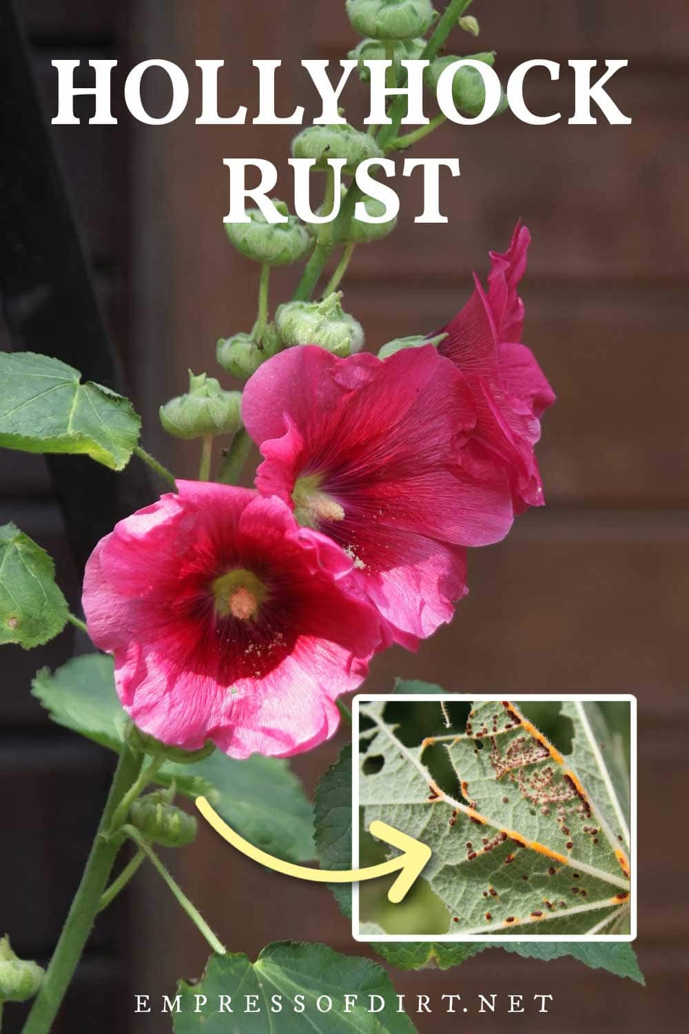 Hollyhock Rust: What it Looks Like & How to Deal With It — Empress of Dirt