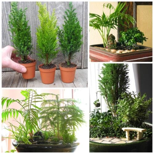 How to Choose Plants for Miniature Gardens