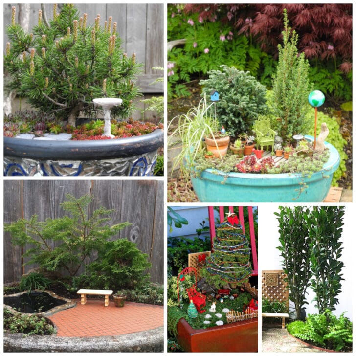 How to Choose Plants for Miniature Gardens