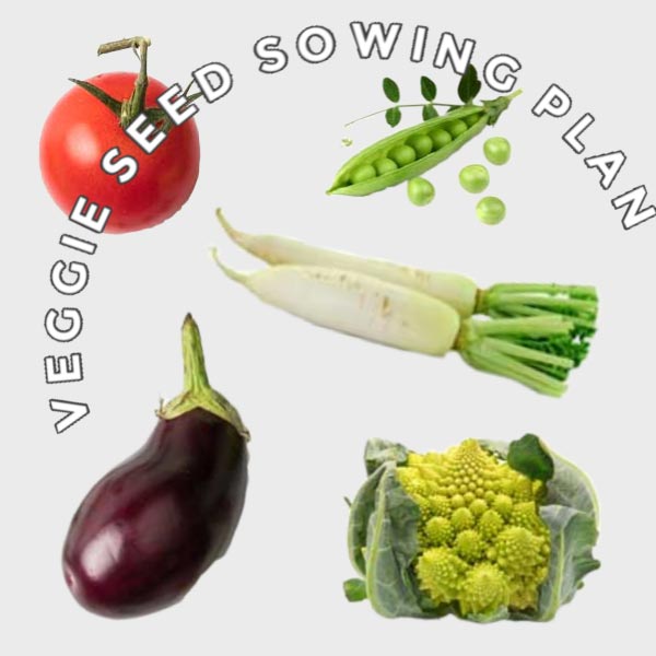 Seed Starting for Beginners: Sow Inside Grow Outside | Empress of Dirt