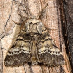 The Surprising Benefits of Moths in Your Garden