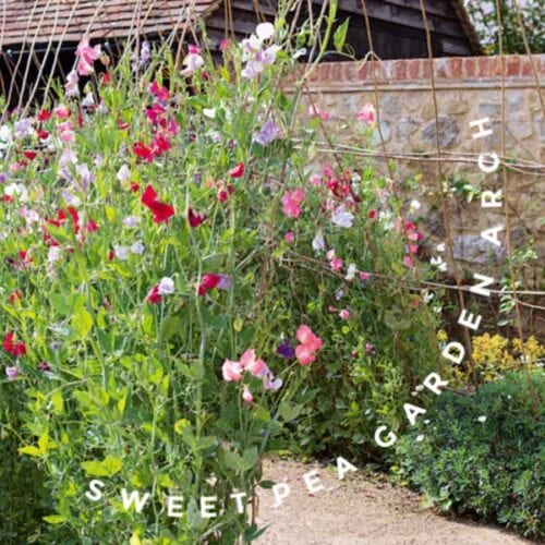 Grow a Sweet Pea Garden Arch | Empress of Dirt