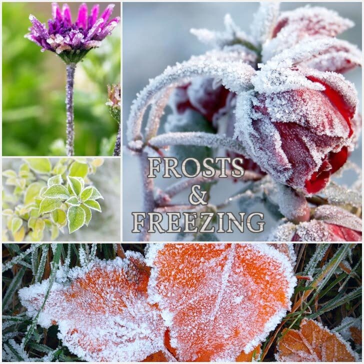 Empress of Dirt | Page 15 of 84 | Creative and Frugal Home & Garden Ideas