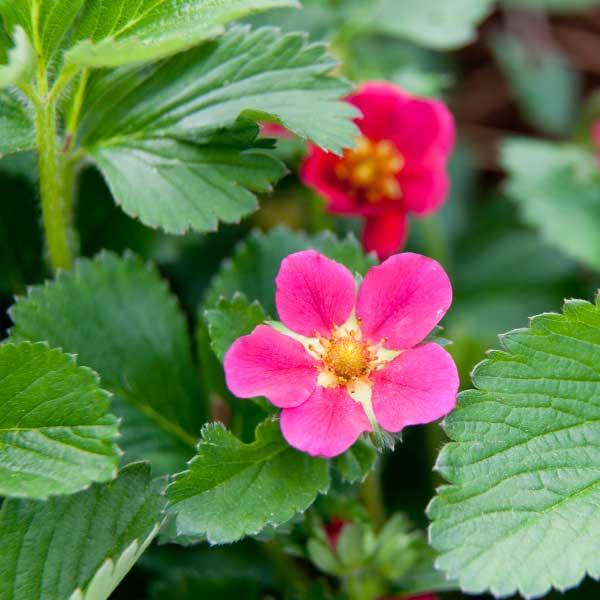 20 Top Strawberry Growing Tips, Ideas and Recipes | Empress of Dirt
