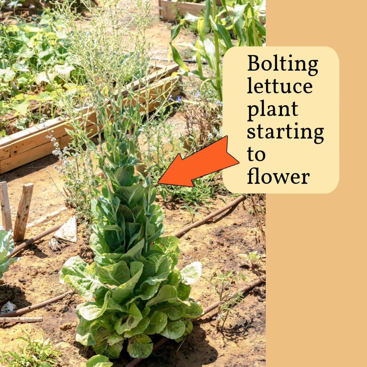 Bolting: Why Vegetable Plants Bolt & How to Deal With It