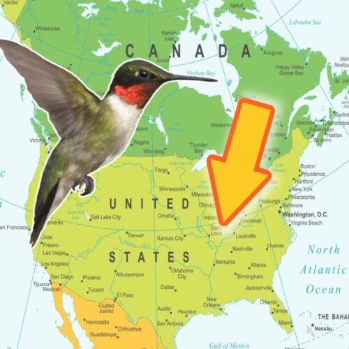 2025 Fall Hummingbird Migration (Canada & United States) — Empress of Dirt