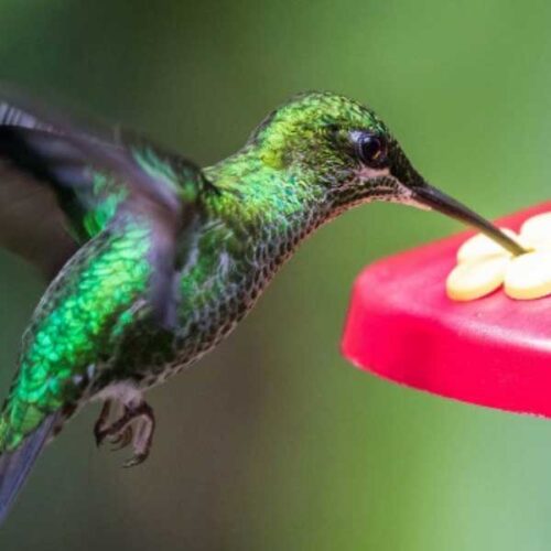 Easy DIY Ant Moat For Hummingbird Feeders