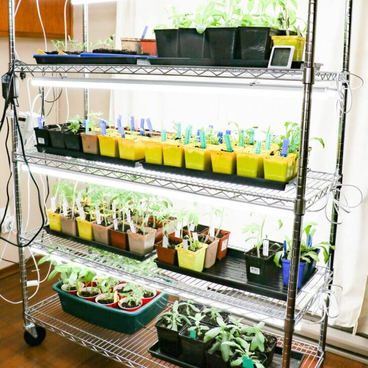 Indoor Seed Starting: Best DIY Setup on a Budget