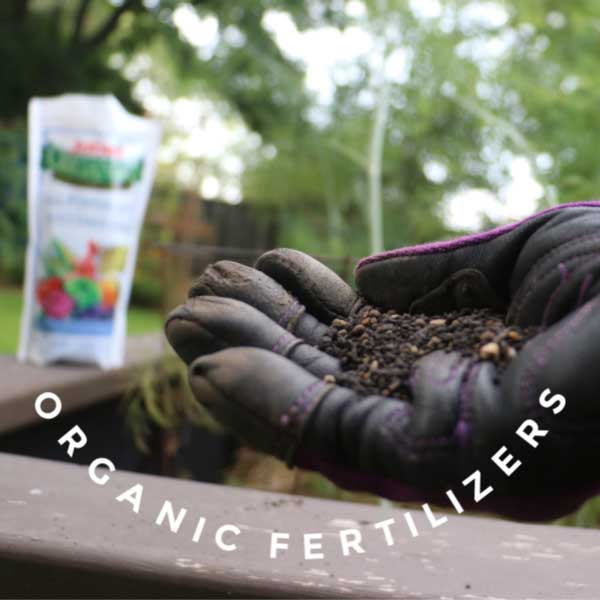 20 Flowering Bulbs to Plant in Fall | Empress of Dirt