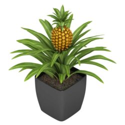 How to Care For a Pineapple Plant (Indoor Houseplant) — Empress of Dirt