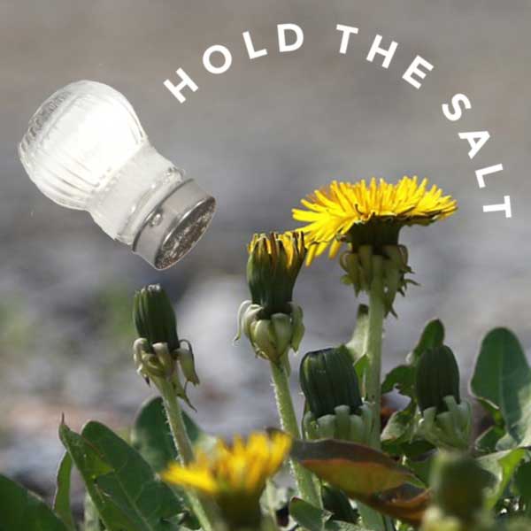 Is Salt a Good Weed Killer? What to Know First | Empress of Dirt