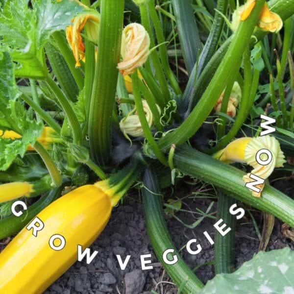 Empress of Dirt | Page 8 of 75 | Creative and Frugal Home & Garden Ideas