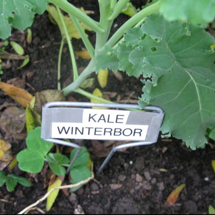 How To Make Plant Tags (Best Practical & Creative Options)