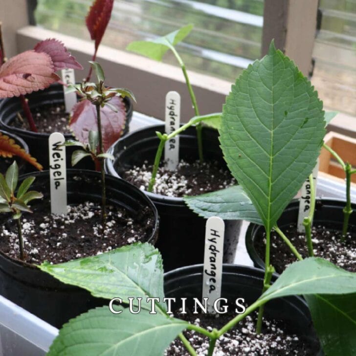 Essential Propagation Methods To Grow Everything