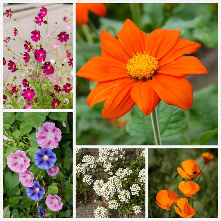 17 Flower Seeds to Sow Mid-Summer