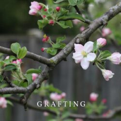 Essential Propagation Methods To Grow Everything