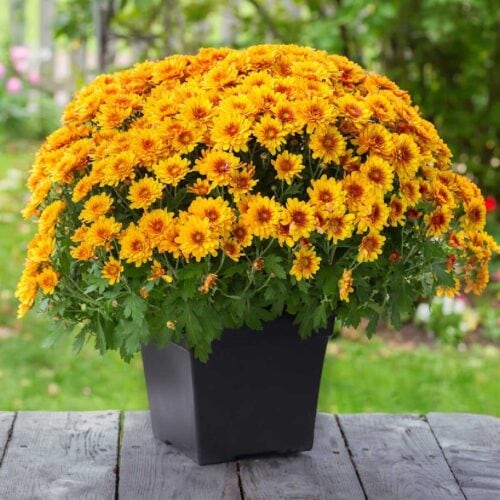 Planting Potted Mums Outdoors as Year-Round Perennials