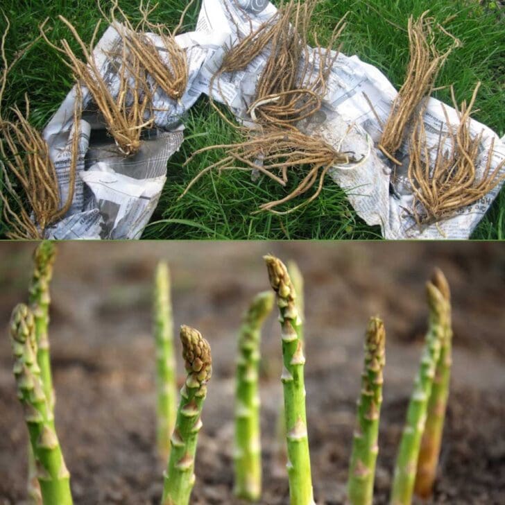 How to Plant Asparagus Crowns