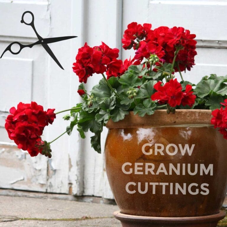 How to Take Cuttings from Geraniums (Pelargoniums) | Empress of Dirt