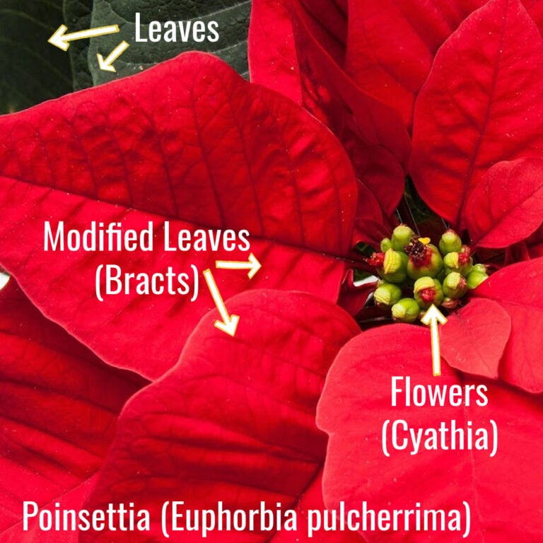 Growing Poinsettias: Year-Round Care & Reblooming Guide