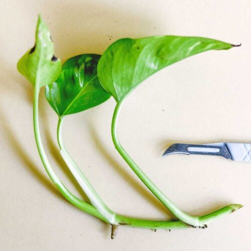 How to Root Pothos Cuttings