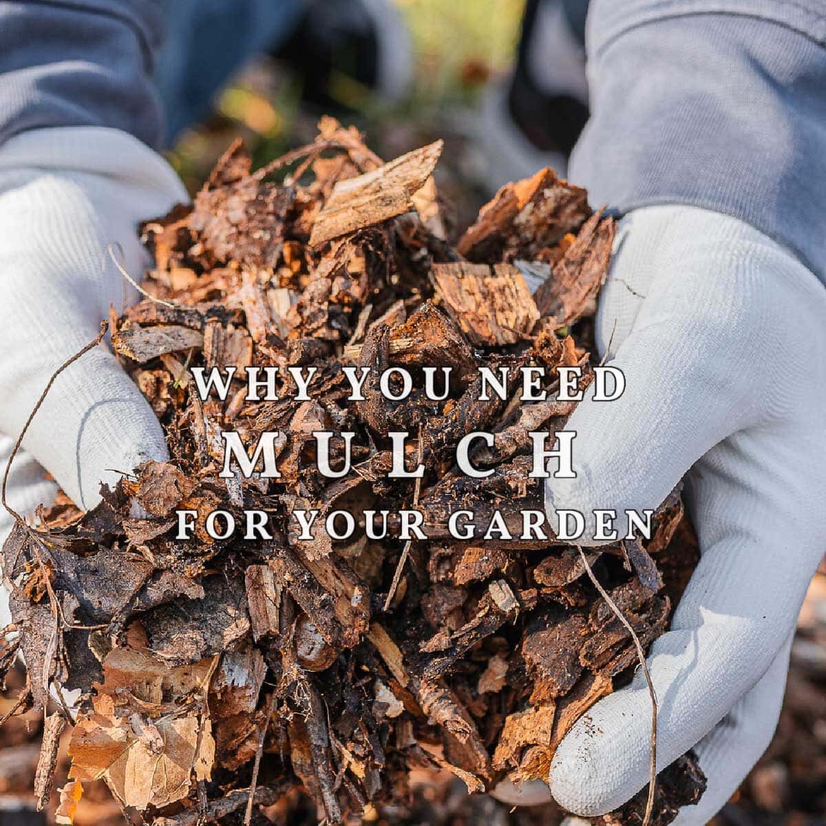 Why Your Garden Needs Mulch & How To Do It Right | EOD