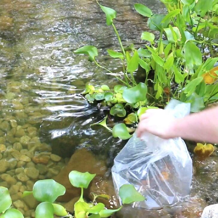 Welcoming Wildlife to the Garden| Page 7 of 7 | Empress of Dirt