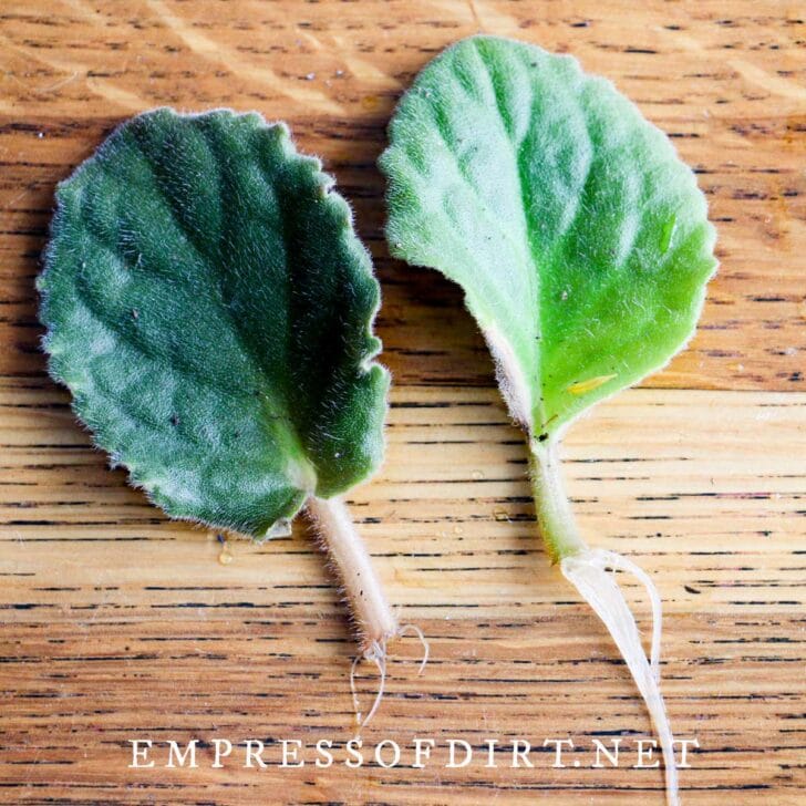 How to Propagate African Violets (Step-By-Step Tutorial)