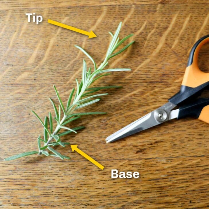 How To Grow Rosemary From Cuttings (Indoors or Outdoors)