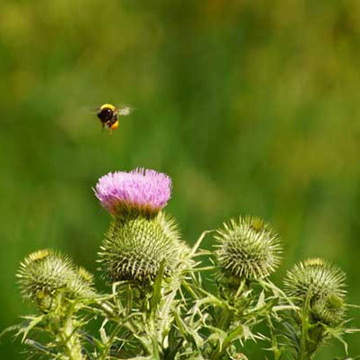 Take the Bee Quiz and Test Your Bee Smarts | Empress of Dirt