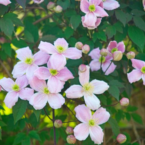 Types of Clematis & How to Identify Yours — Empress of Dirt