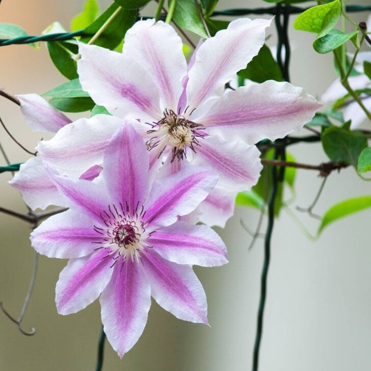 Types of Clematis & How to Identify Yours — Empress of Dirt