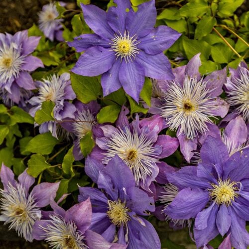 Types of Clematis & How to Identify Yours — Empress of Dirt