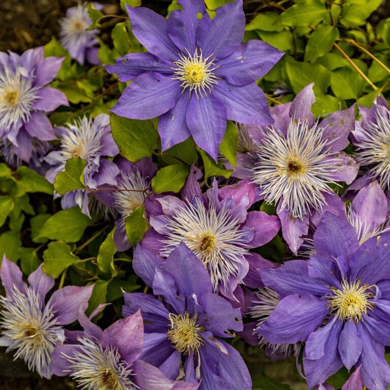 Types of Clematis & How to Identify Yours — Empress of Dirt