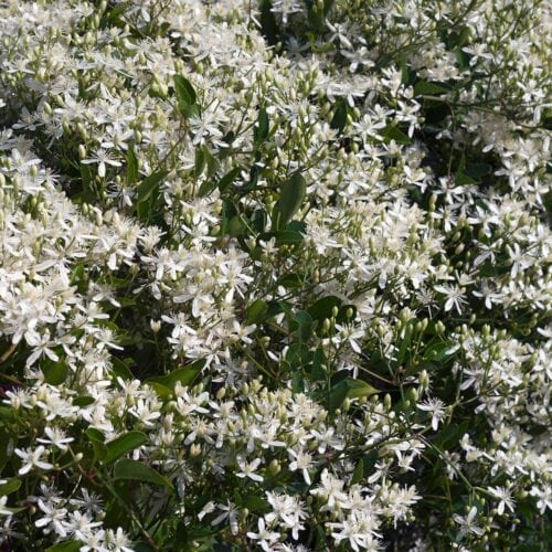 Types of Clematis & How to Identify Yours — Empress of Dirt