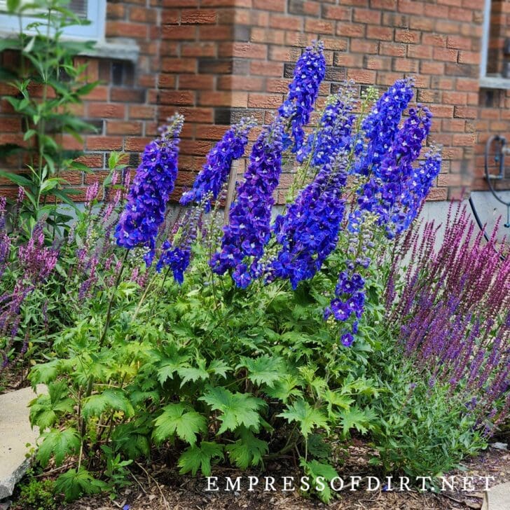 Germination Trick for Delphinium Seeds (Cold Stratification in Fridge)